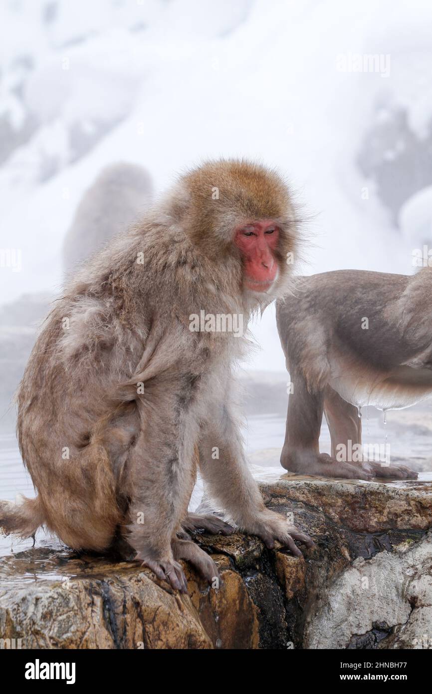 yamanochi, nagano, japan, 2022/12/02 , monkeys in a natural hot spring ...