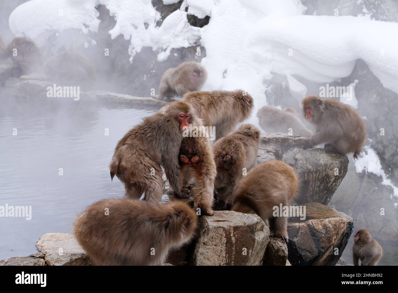 yamanochi, nagano, japan, 2022/12/02 , monkeys in a natural hot spring at joshinetsu-kogen ...