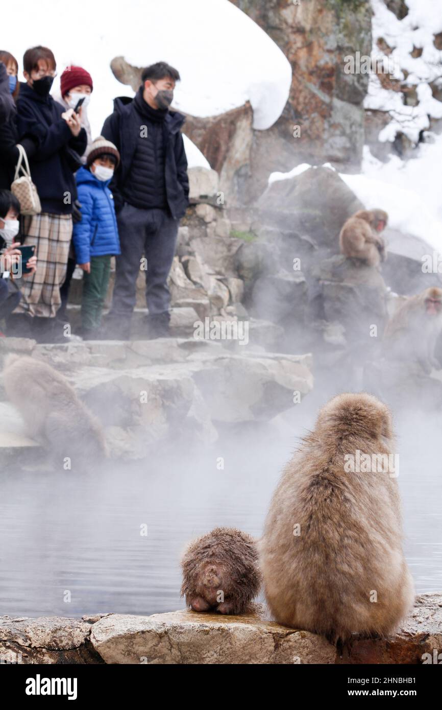 yamanochi, nagano, japan, 2022/12/02 , monkeys in a natural hot spring ...