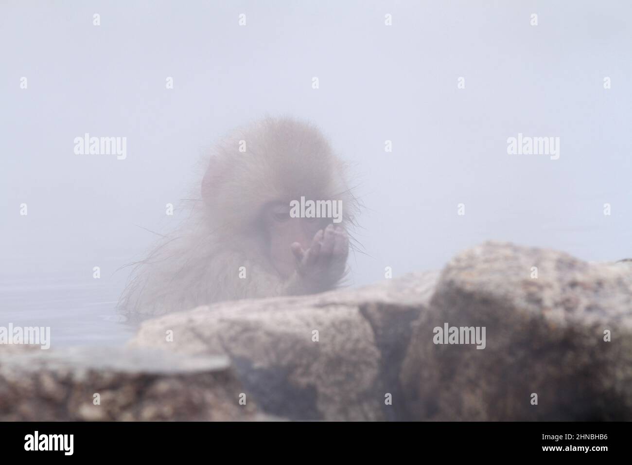 yamanochi, nagano, japan, 2022/12/02 , monkeys in a natural hot spring ...