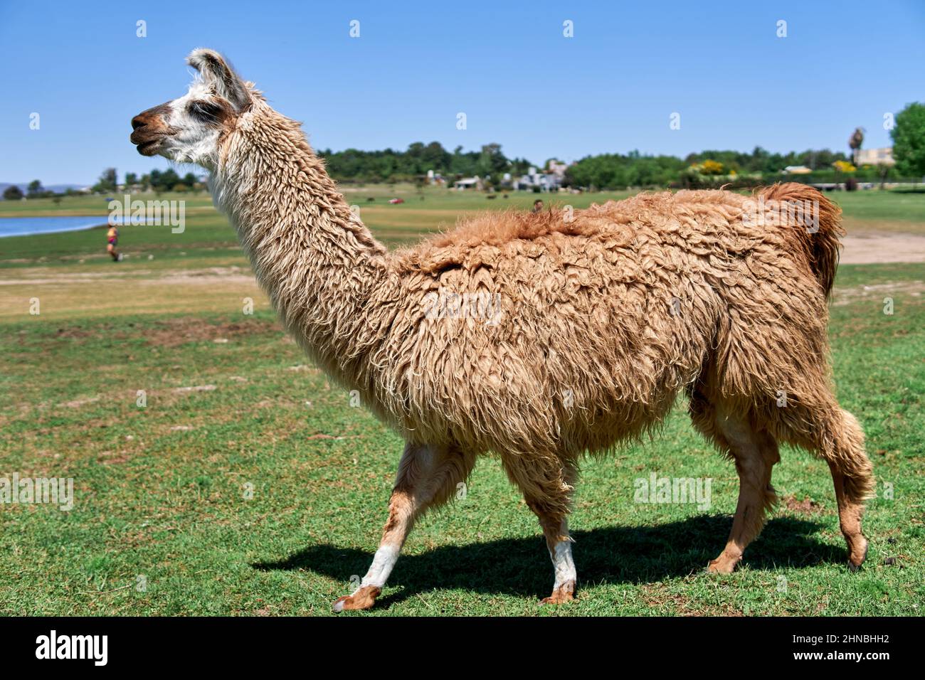 close-up profile shot of brown llama walking on grass in Cordoba ...