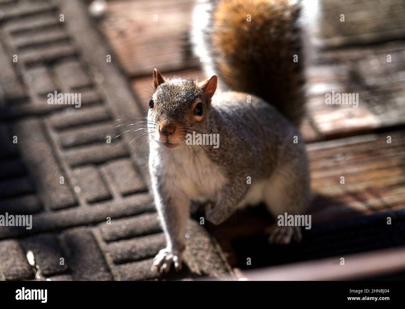 A garden Squirrel on the backyard deck Stock Photo - Alamy