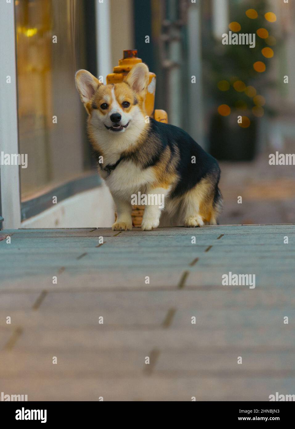 Cute Pembroke Welsh Corgi on a street Stock Photo - Alamy