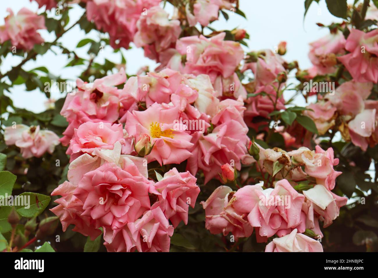 Flowering roses in a garden Stock Photo - Alamy