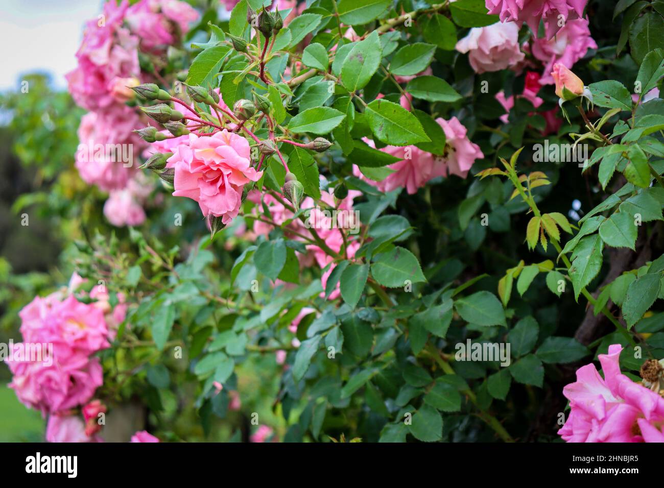 Flowering roses in a garden Stock Photo - Alamy