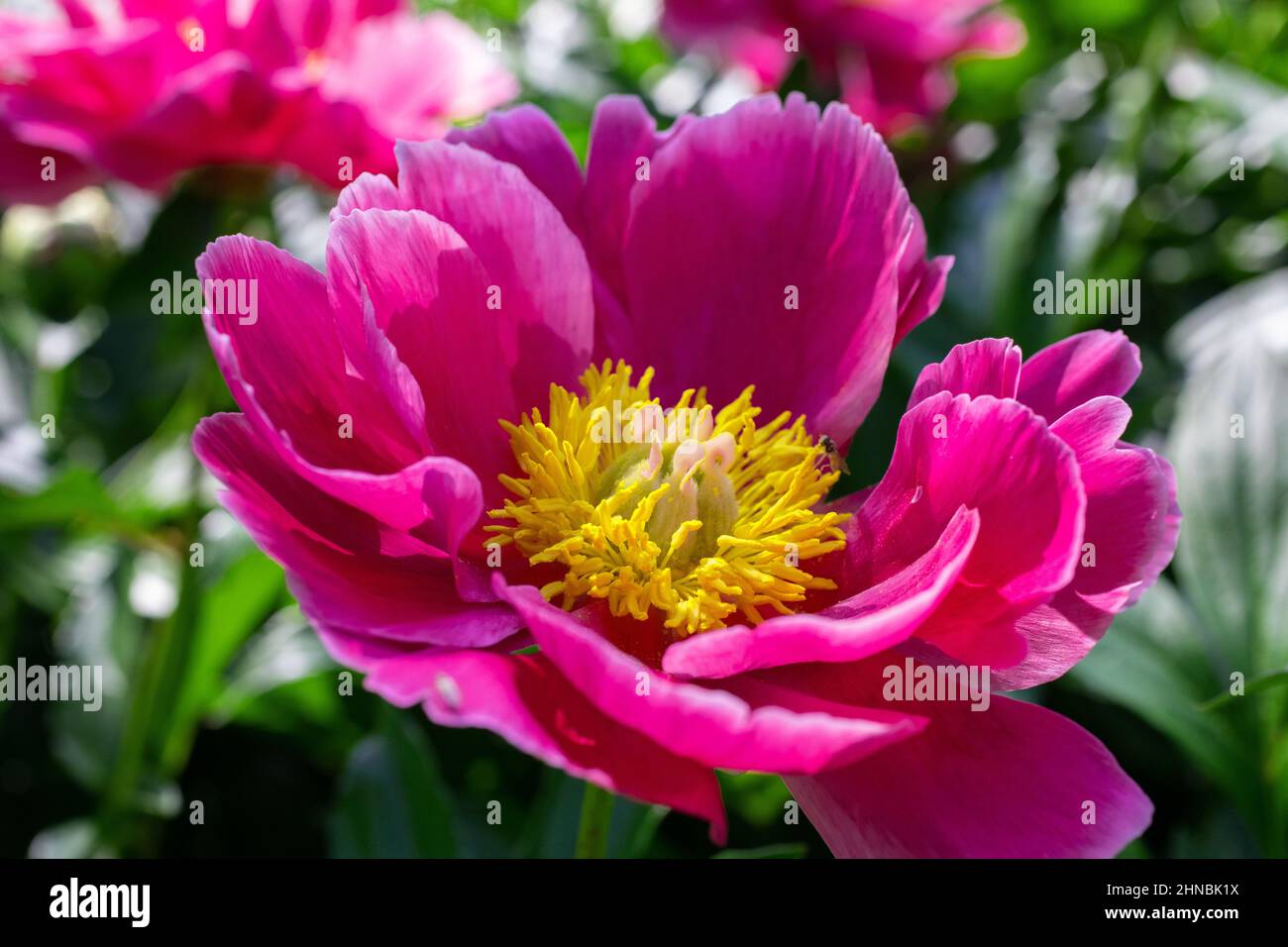 Pastel light pretty spring hi-res stock photography and images - Alamy