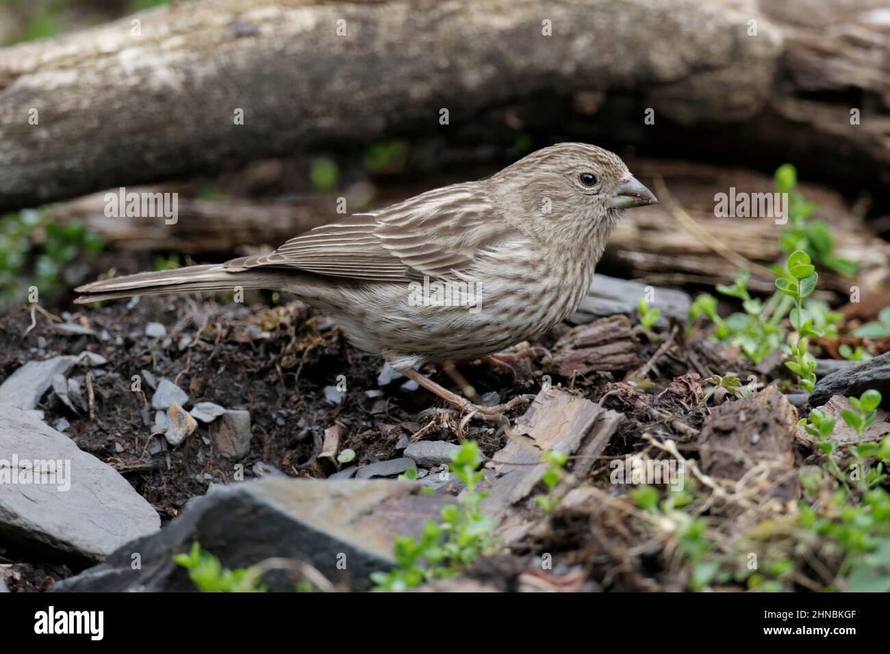 Female rosefinch hi-res stock photography and images - Alamy