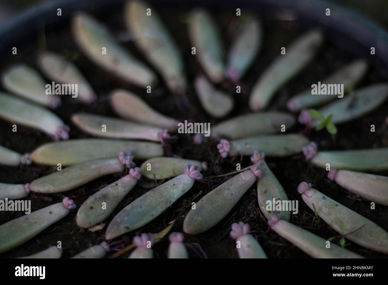 Succulents leaves sprouting new shoots Stock Photo - Alamy