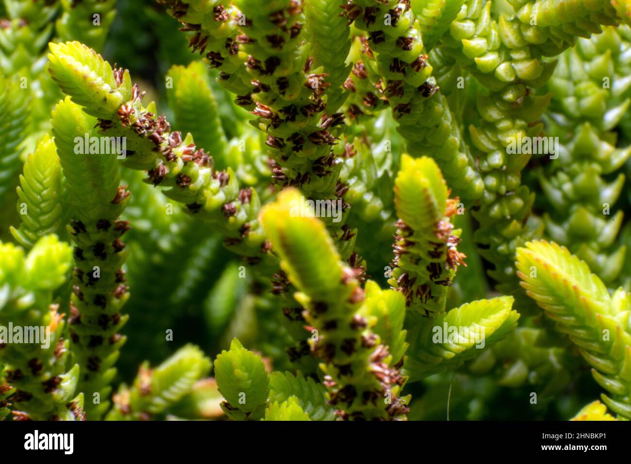 Closeup patterns hi-res stock photography and images - Alamy
