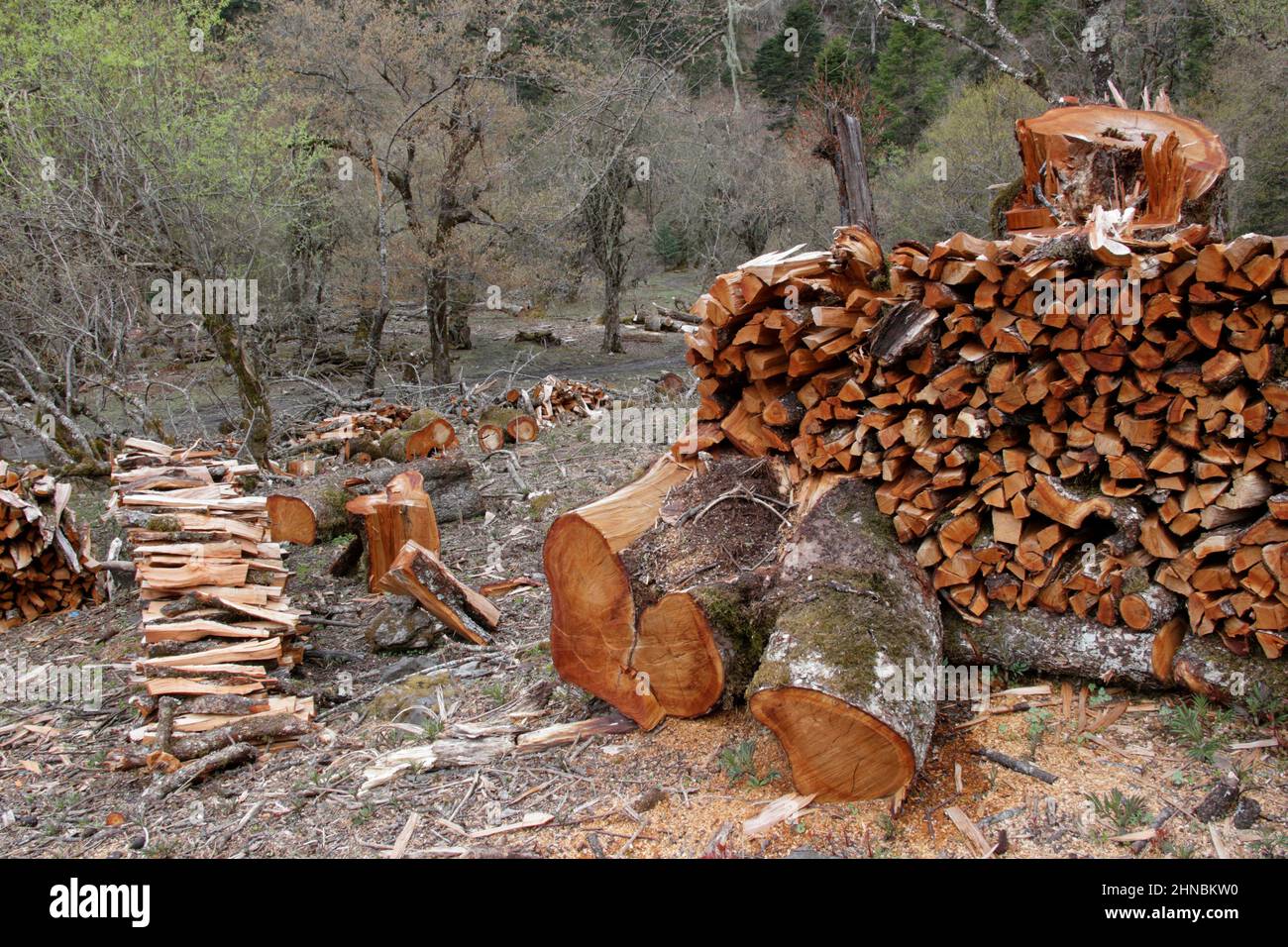 Native woodland trees, illegally cut for firewood near Yubeng village ...