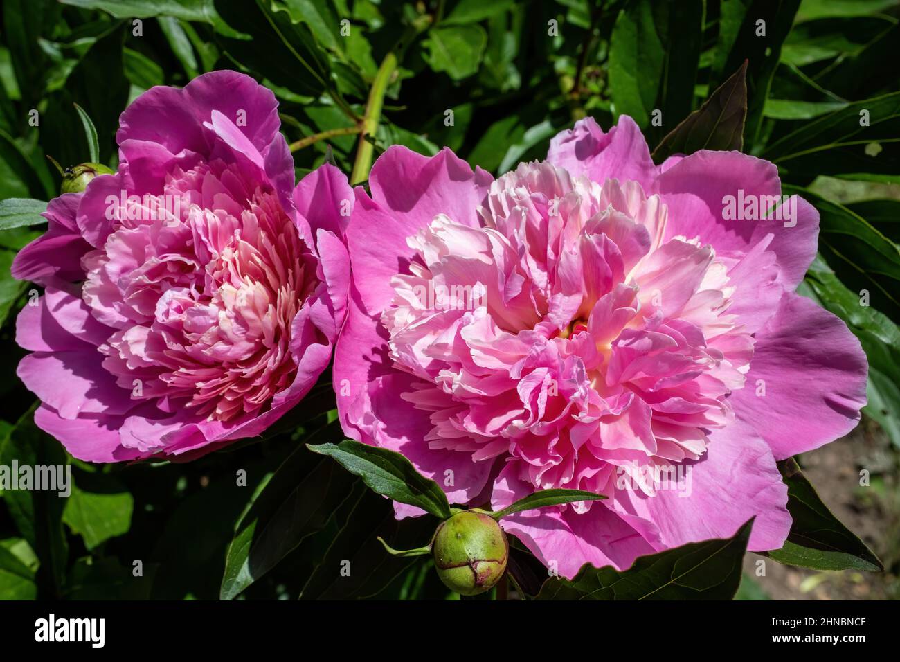 Light pink peonies hi-res stock photography and images - Alamy