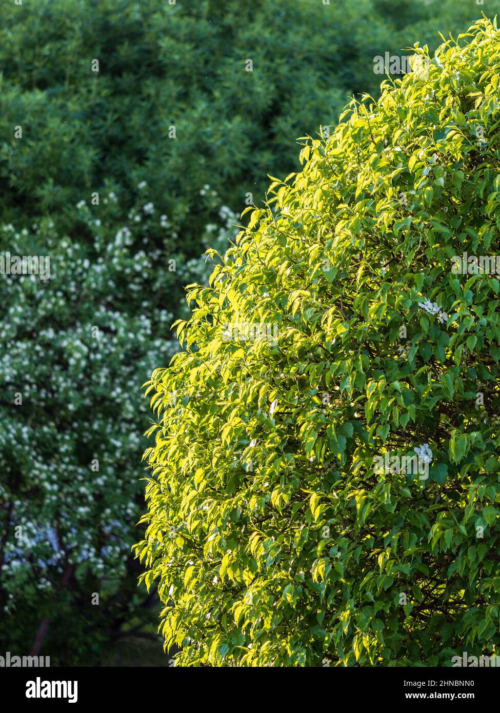 Green bushes with trimmed branches and young leaves. Background image ...