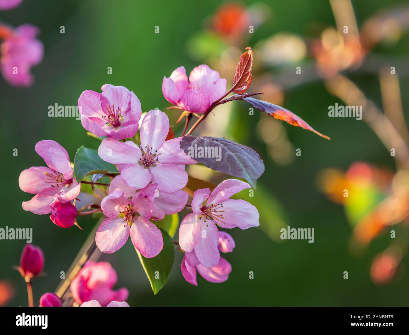 Fresh pink flowers of a blossoming apple tree with blured background ...