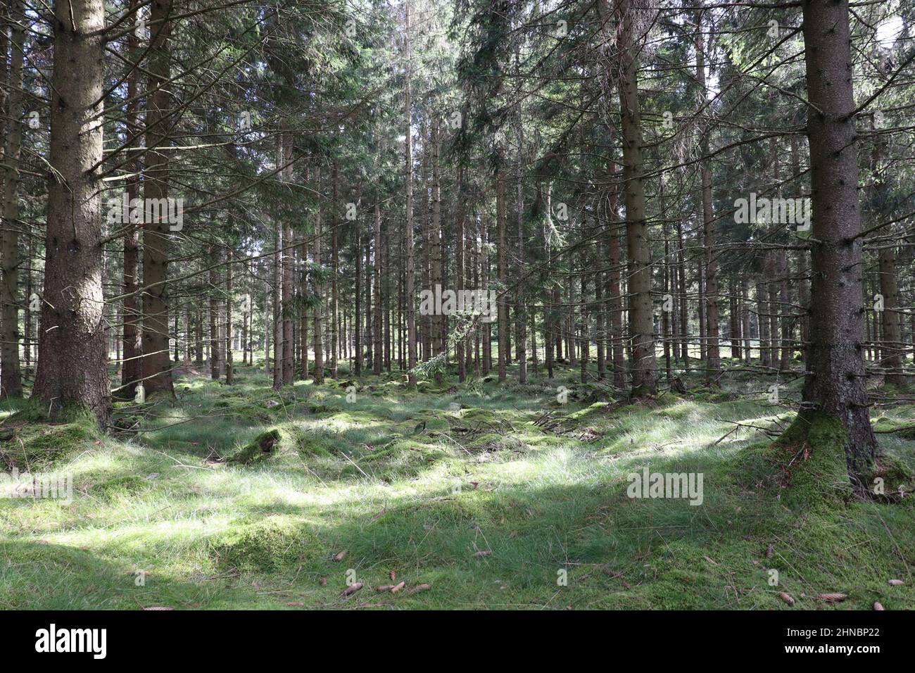Forest of tall thin trees filled with sunlight. Great for background ...