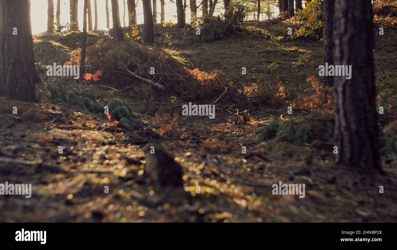 Cut tree branches on the ground in the forest Stock Photo - Alamy
