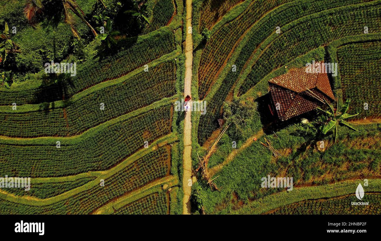 Aerial view of a small building in a field of plants and two people ...