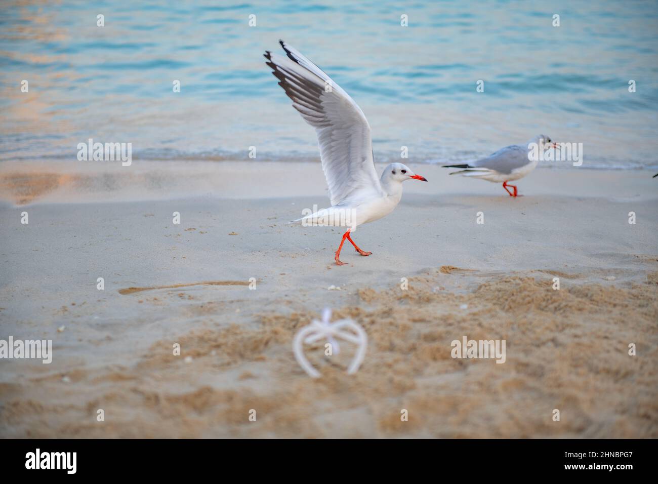 one white seagull and one white valentine on the beach Stock Photo - Alamy