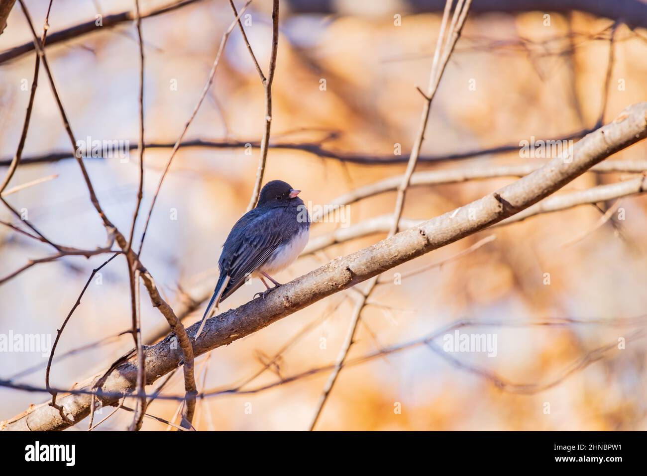 Closeup shot of Dark-eyed junco on a tree at Oklahoma Stock Photo - Alamy