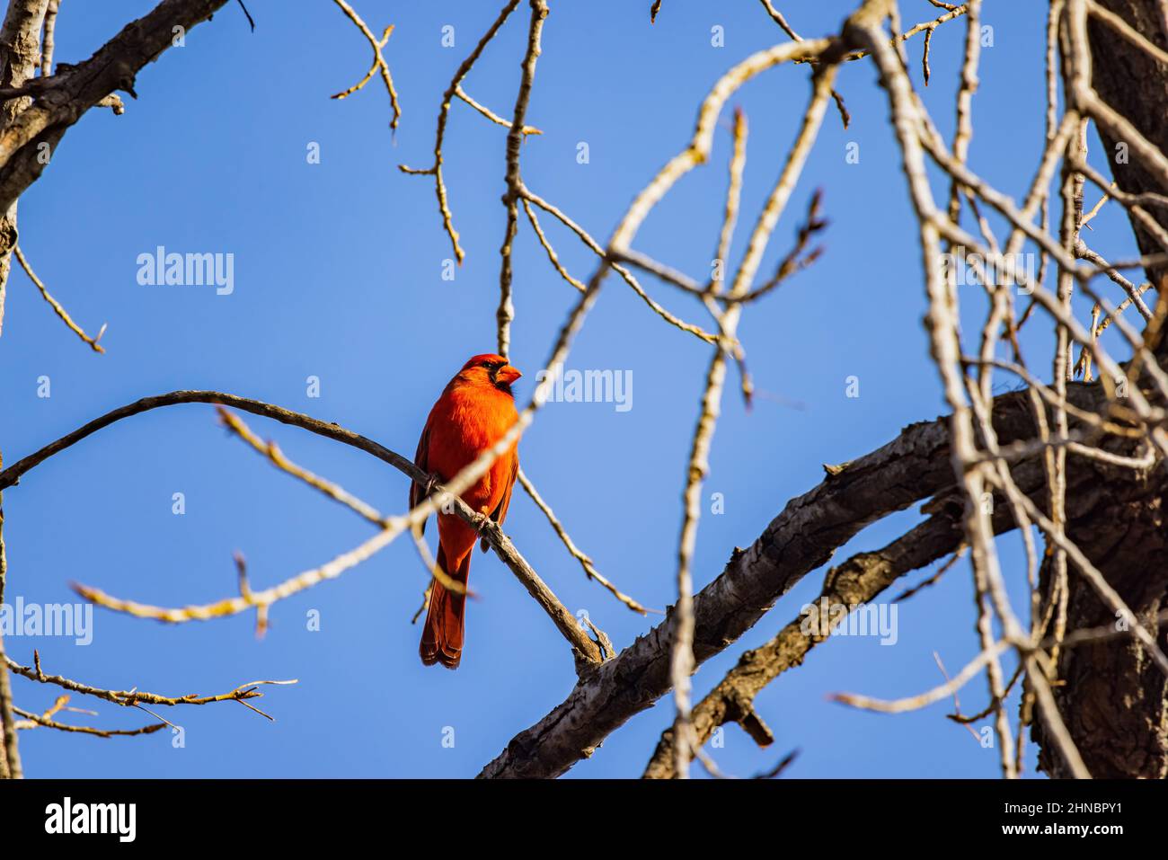 Close up shot of cute Northern cardinal at Oklahoma Stock Photo - Alamy