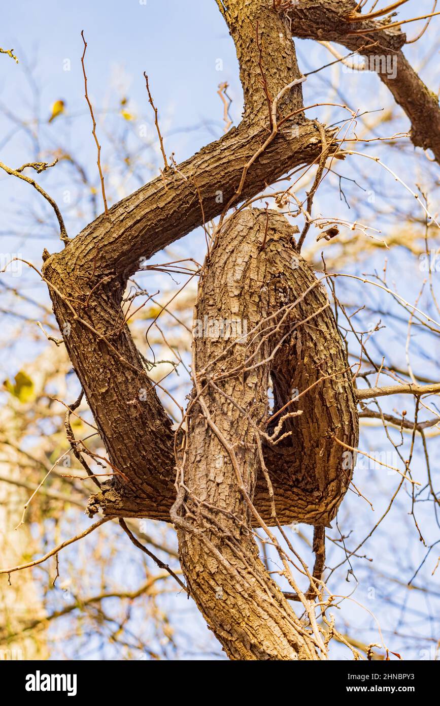 Tree twist hi-res stock photography and images - Alamy