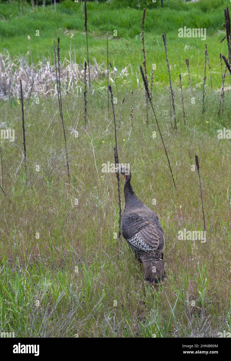 Turkey game hi-res stock photography and images - Alamy