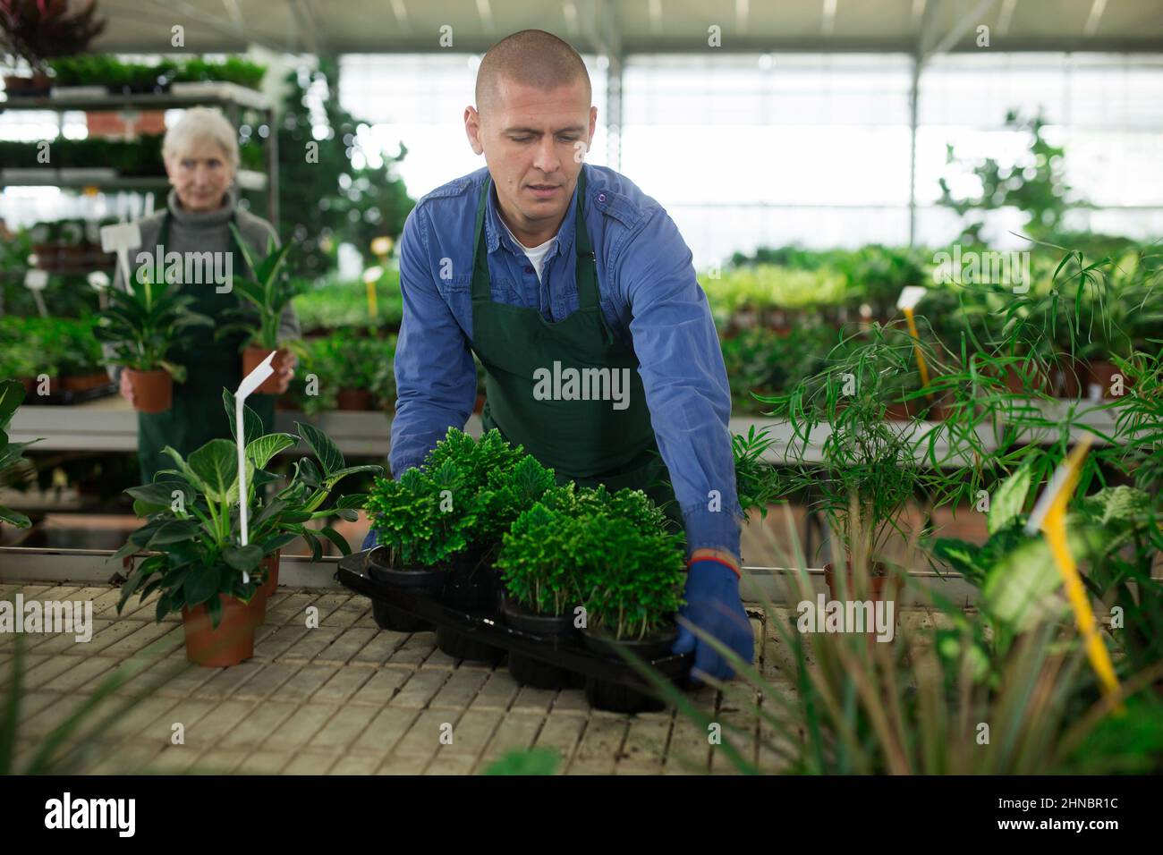 Man plant shop worker carrying box with sprouts Stock Photo - Alamy