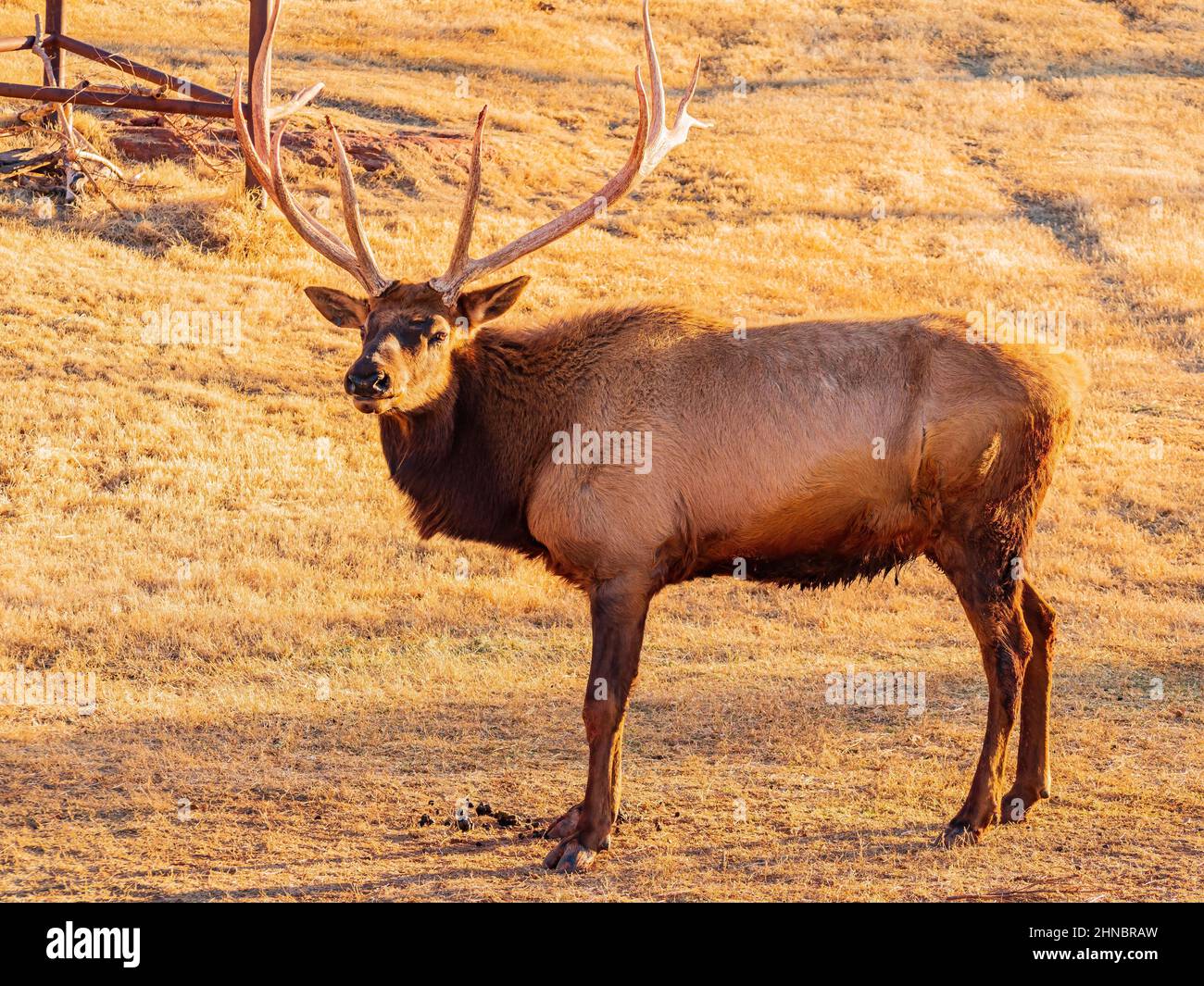 Close up shot elk hi-res stock photography and images - Alamy