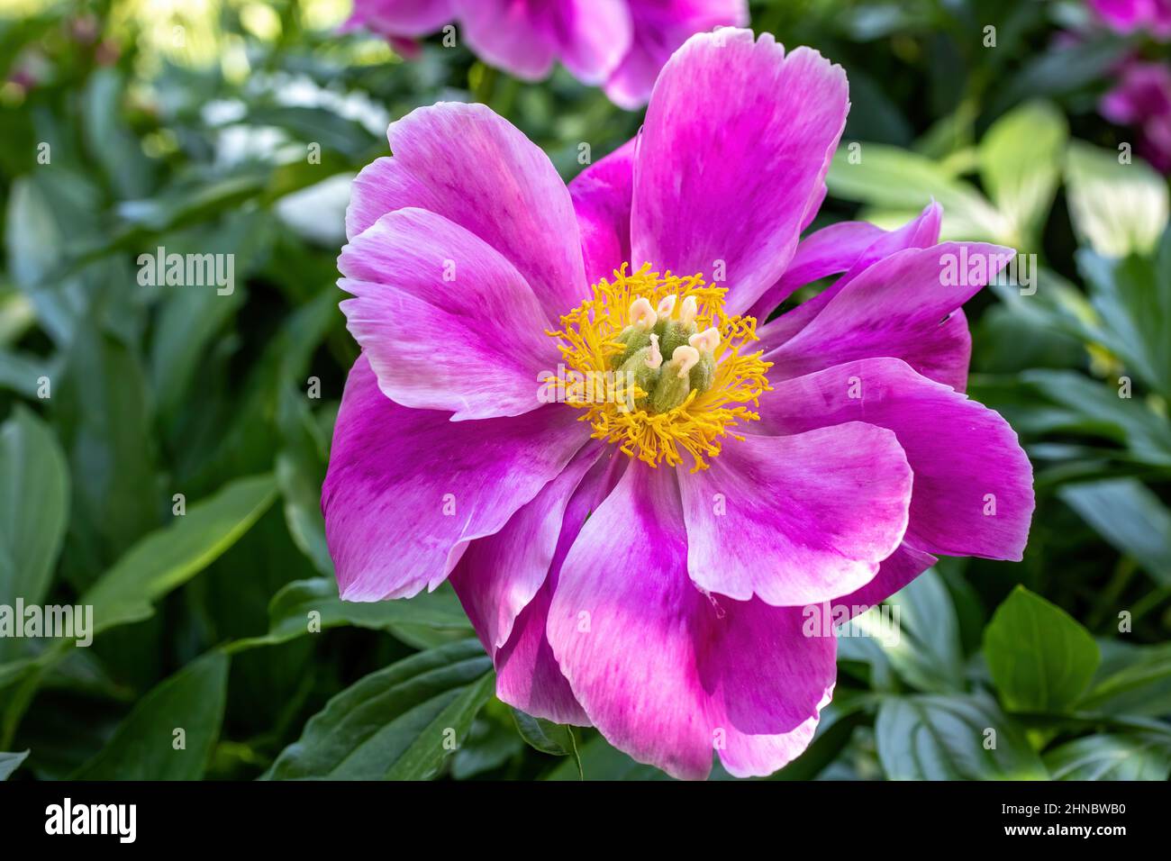Pretty pink peony with a yellow center in the springtime garden in ...