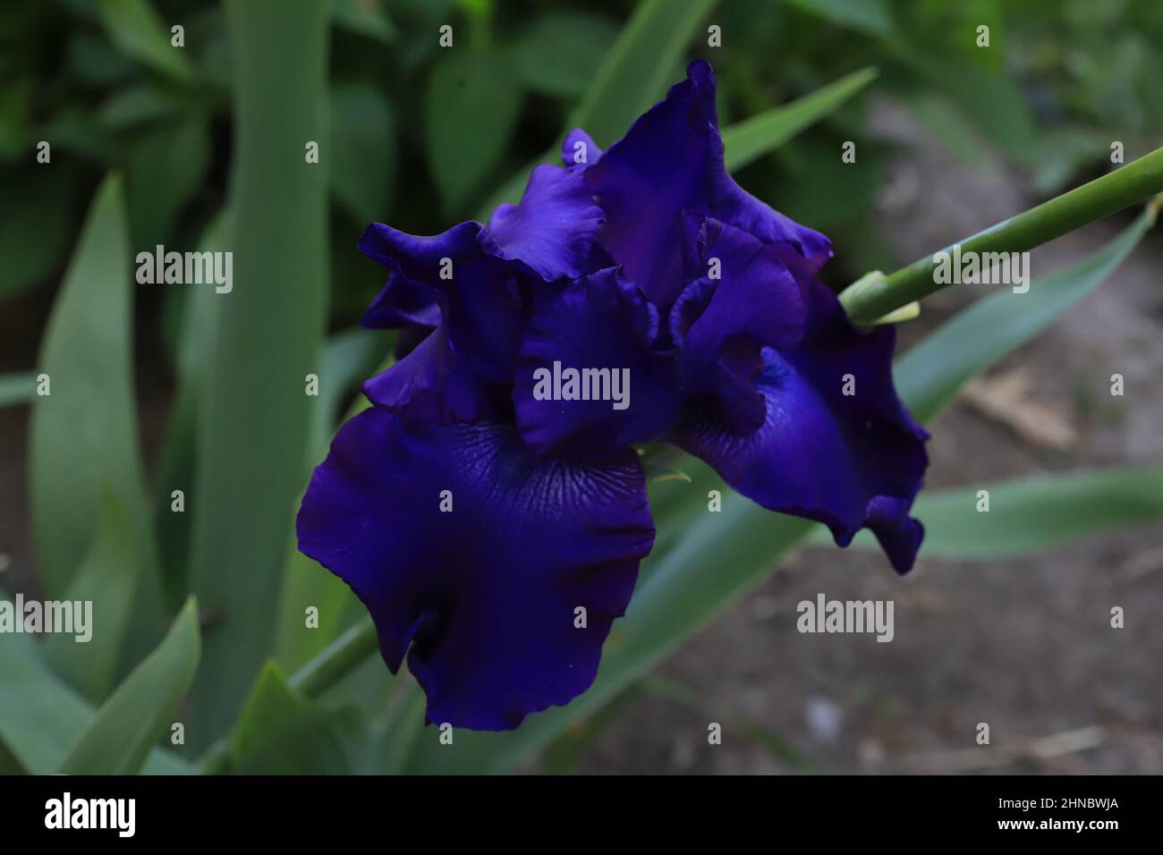 Deep blue iris blooming in a spring garden in Taylors Falls, Minnesota ...