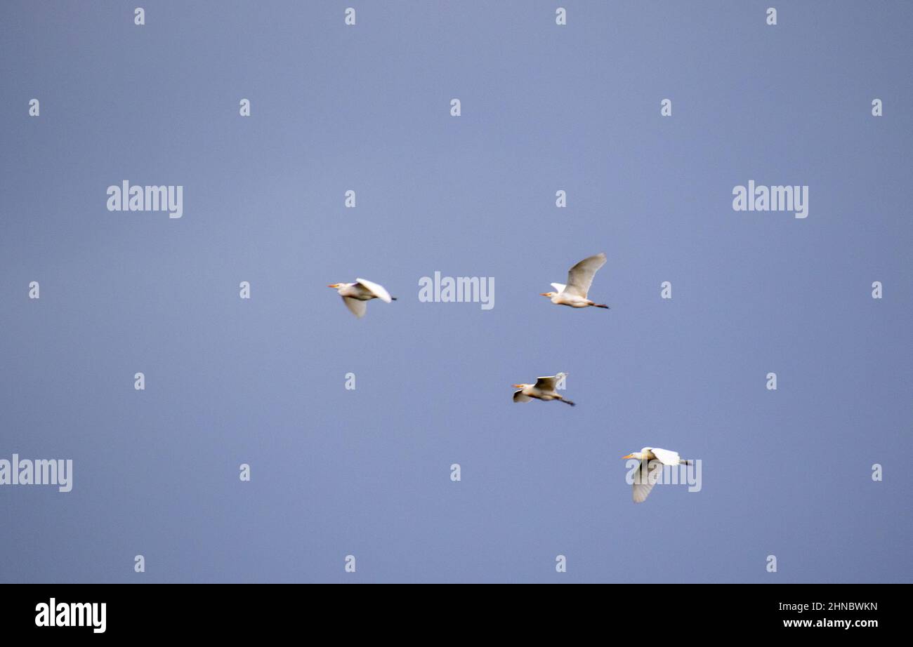 Four cattle egrets fly in a clear blue sky Stock Photo - Alamy