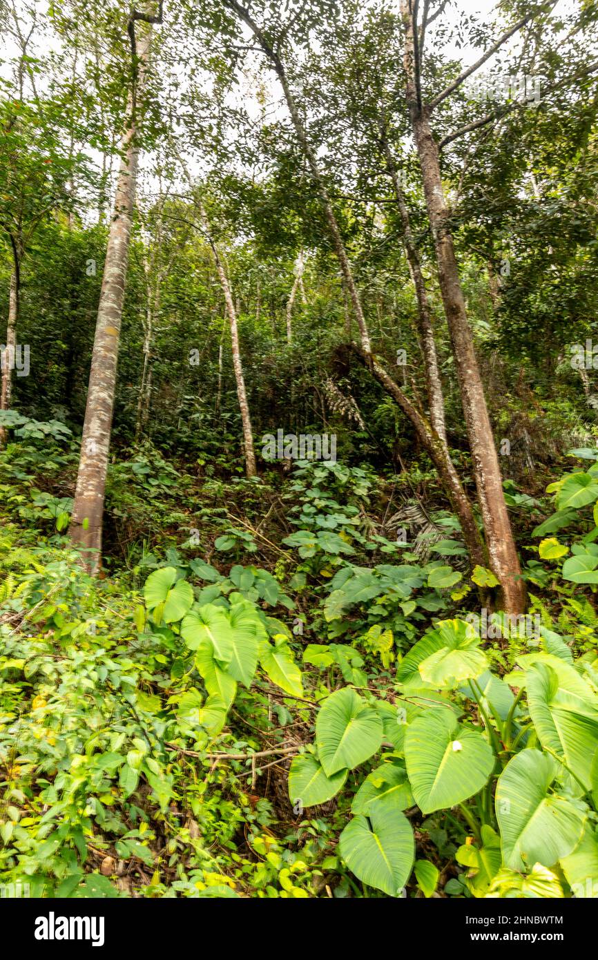 Trees in rainforest on the road to Kota Belud Sabah Borneo Malaysia ...
