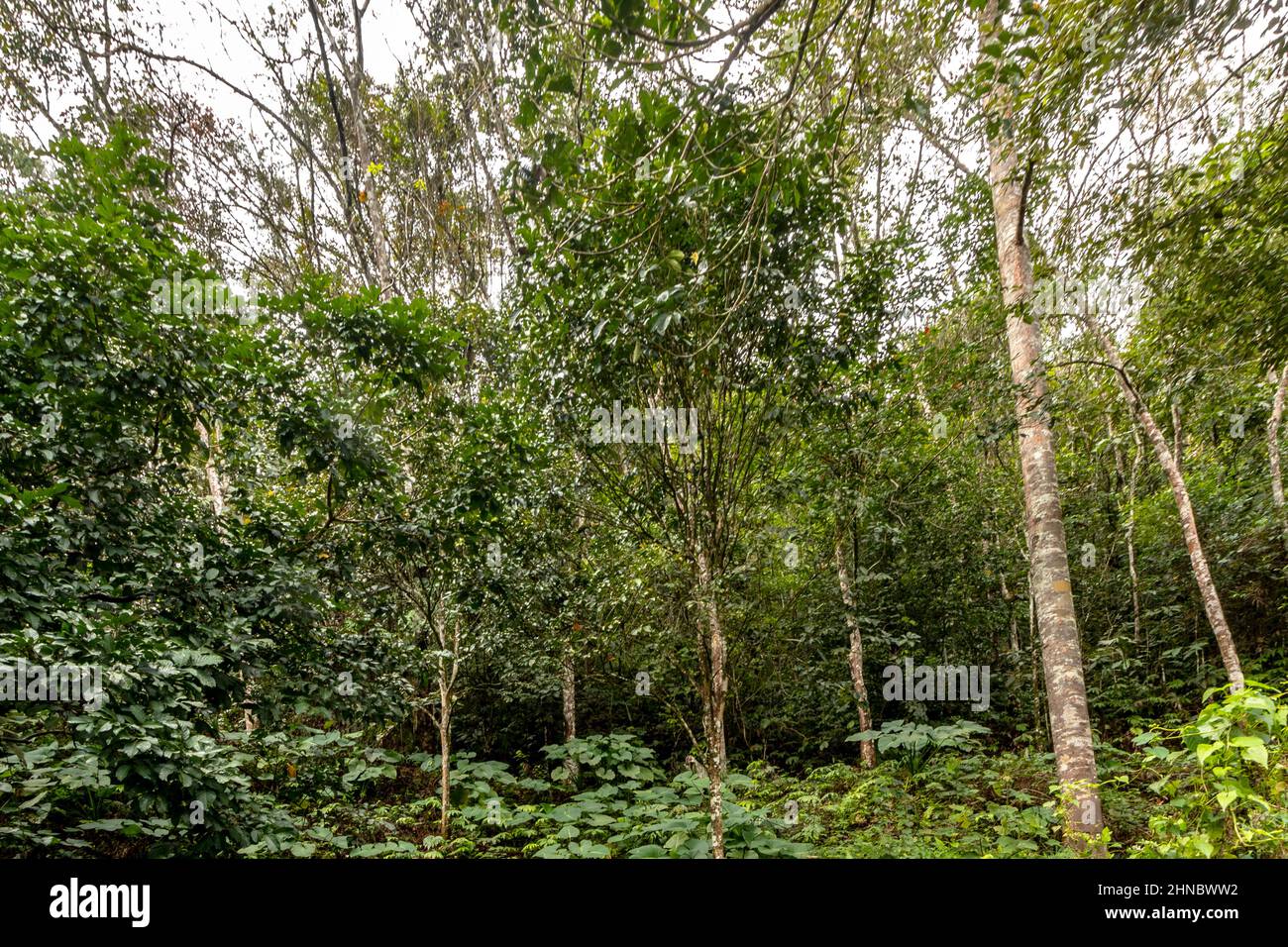 Trees in rainforest on the road to Kota Belud Sabah Borneo Malaysia ...