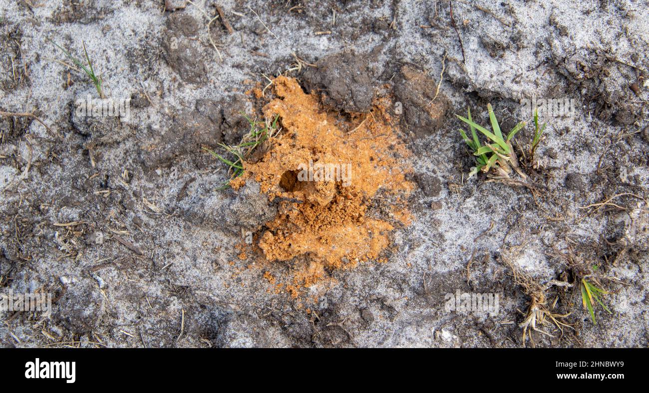 Underground Ant Tunnels