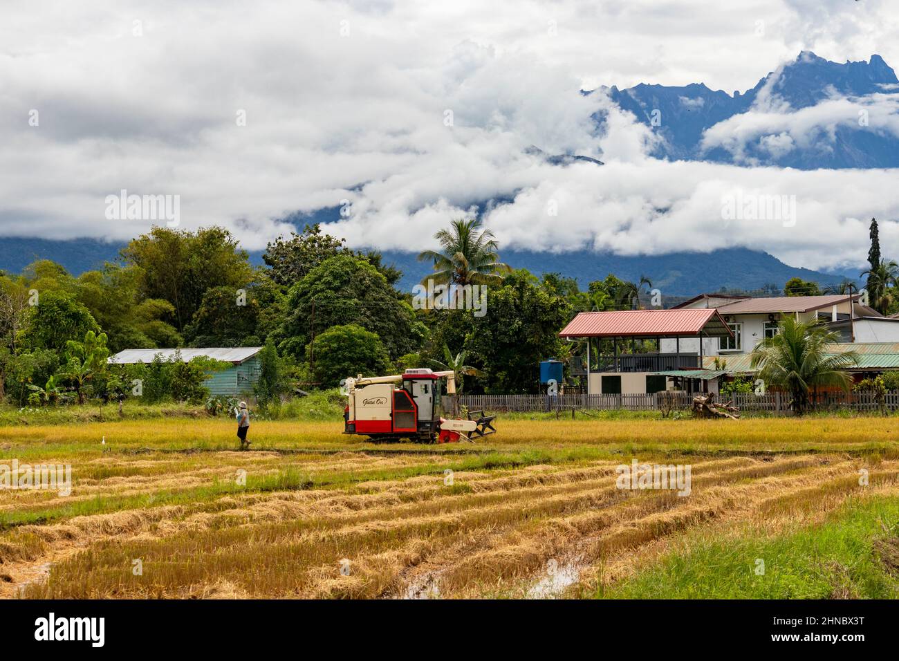 Farming on paddy field using agricultural equipment under the shadow of ...