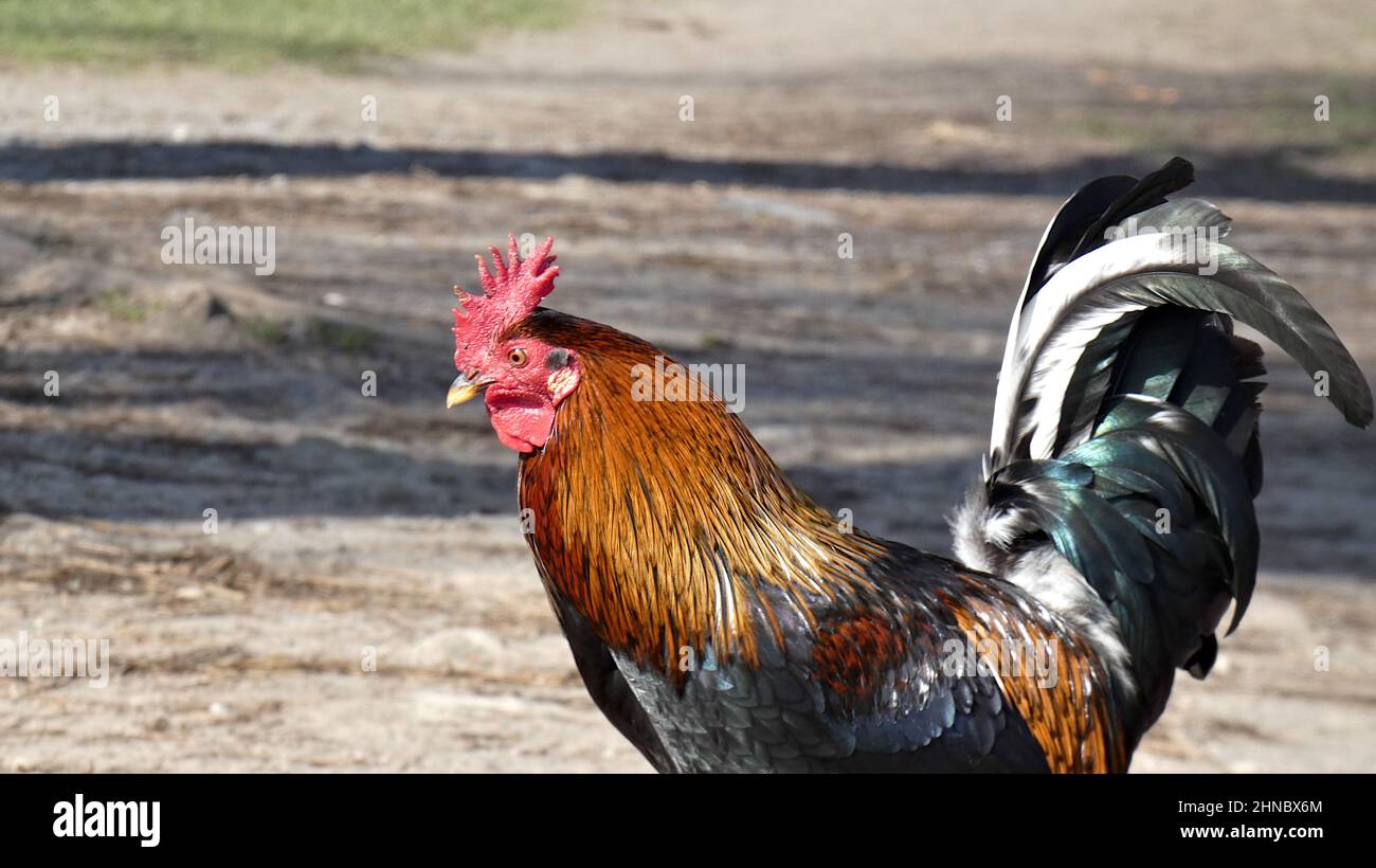 Closeup of a rooster on a farm field under the sunlight with a blurry ...