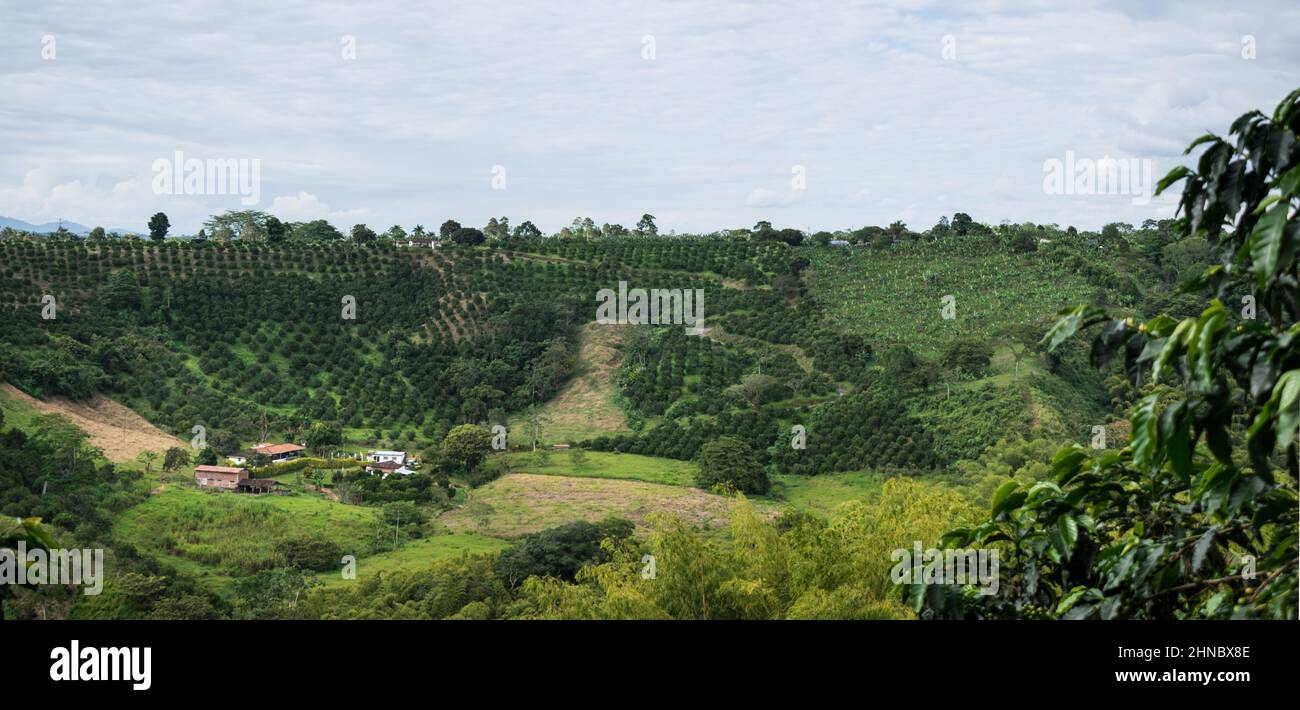 Landscape of a traditional coffee farm under a cloudy sky in Quindio ...