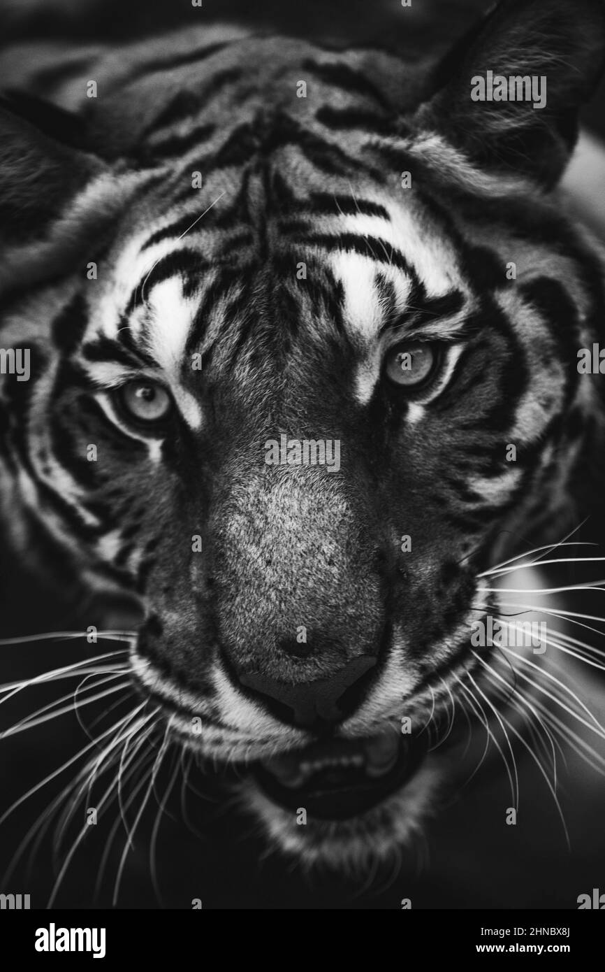 Grayscale portrait of a Bengal tiger with a blurry background Stock ...
