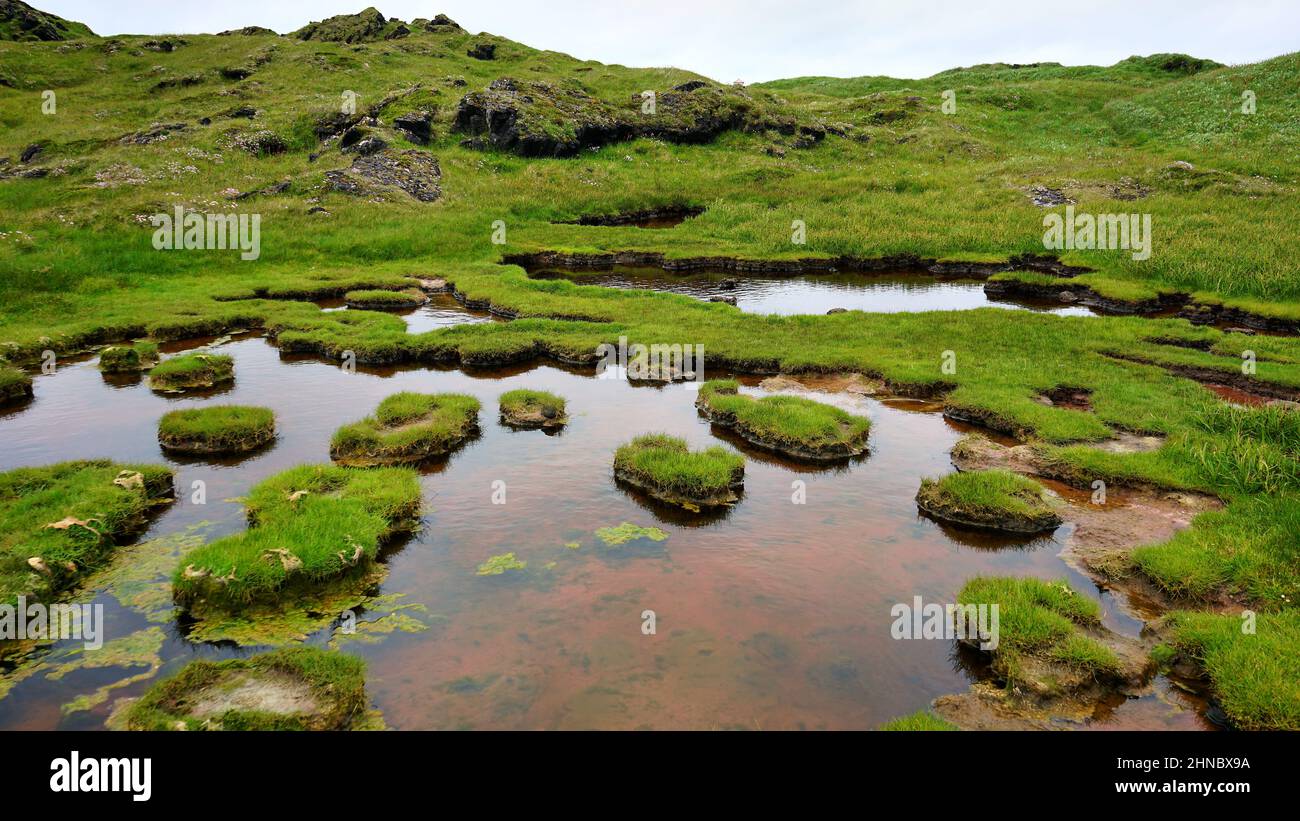 Landscape of a pond in a field covered in greenery on a gloomy day in ...