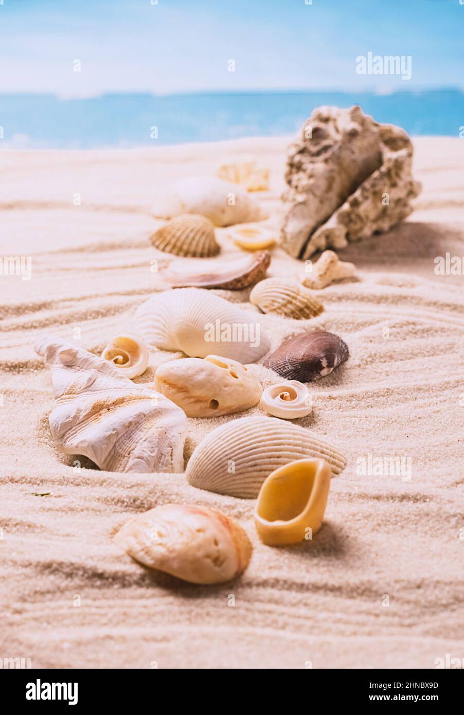 Sea exotic seashells molluscs seashells white beach sand. Summer ...