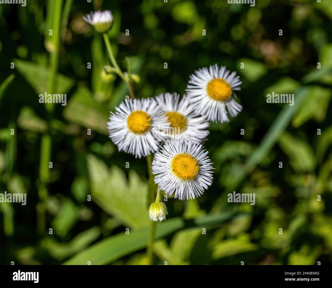 Daisy taylors hi-res stock photography and images - Alamy