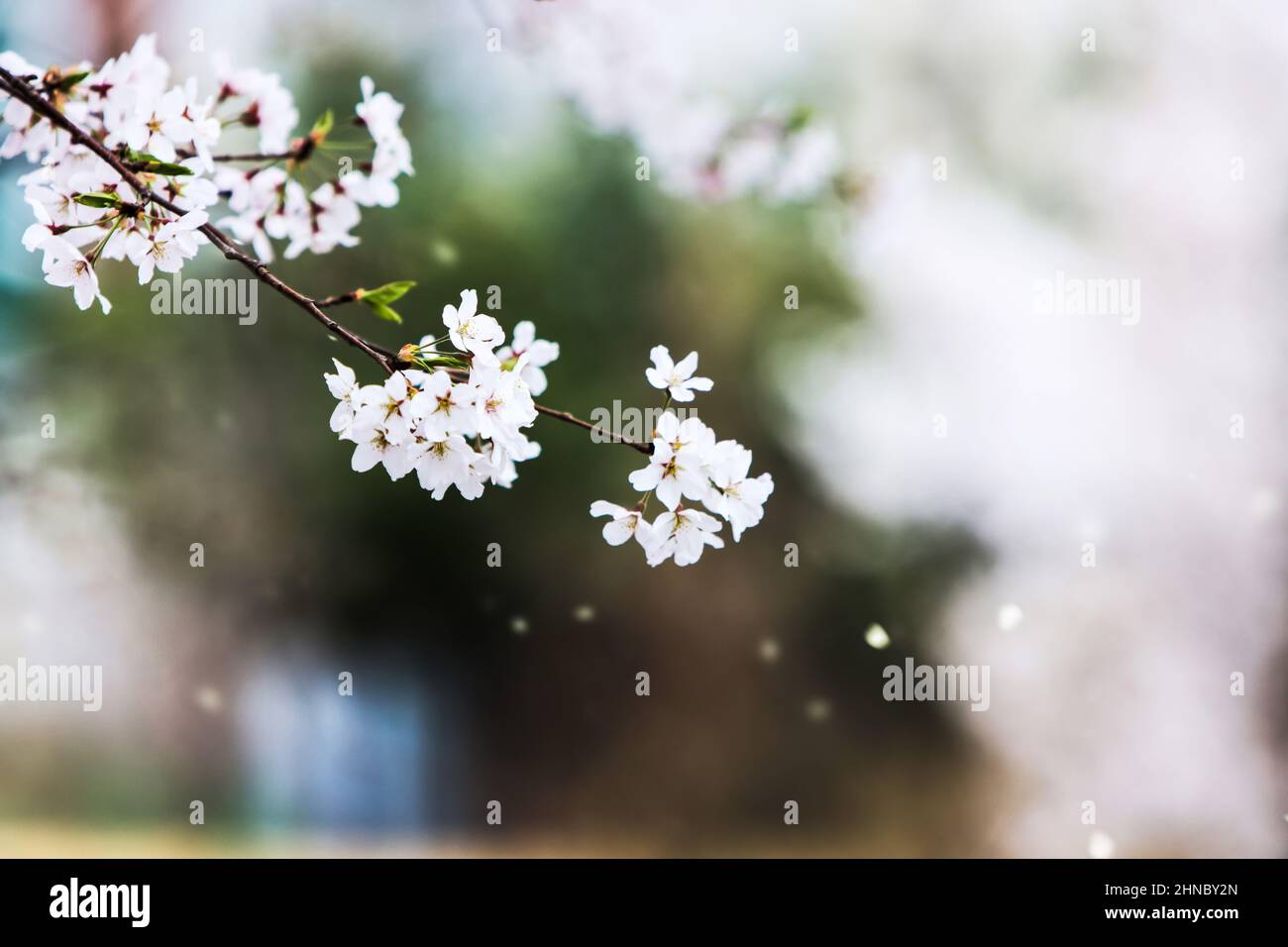 Beautiful cherry blossom trees in full bloom, beautiful petals ...