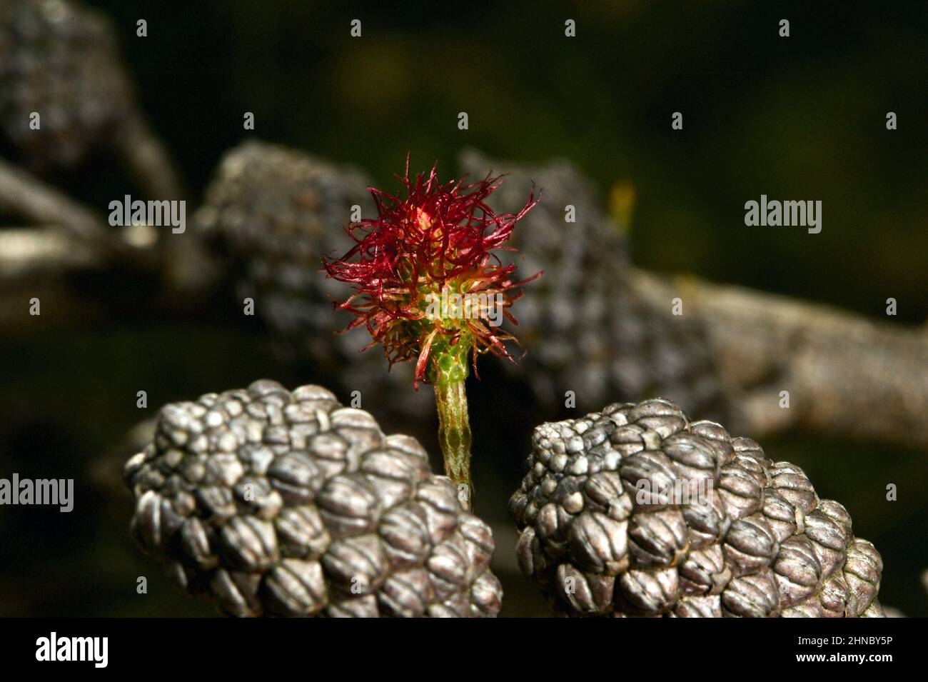 She Oak trees (Casuarina Littoralis) have female trees and male trees ...