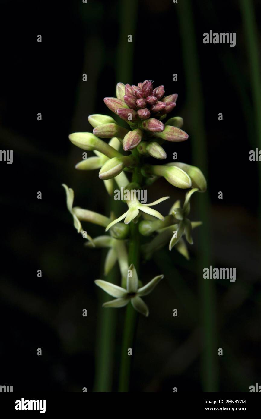 Australian woodland wildflowers hi-res stock photography and images - Alamy