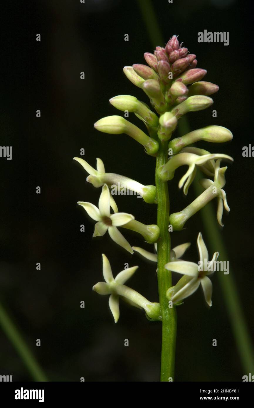 Candles (Stackhousia Monogyna) are quite common, but tricky to ...