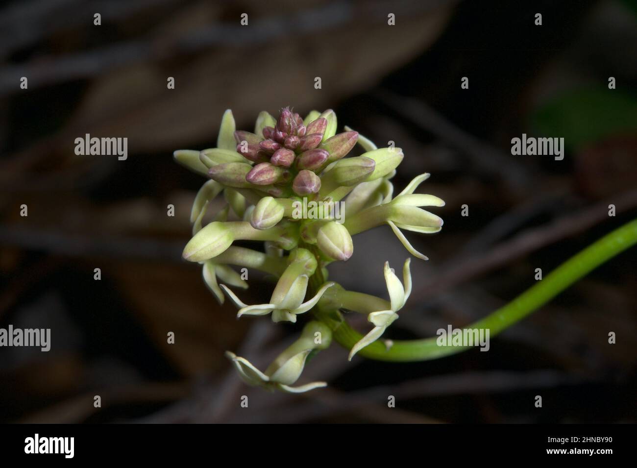 Candles (Stackhousia Monogyna) are quite common, but tricky to ...