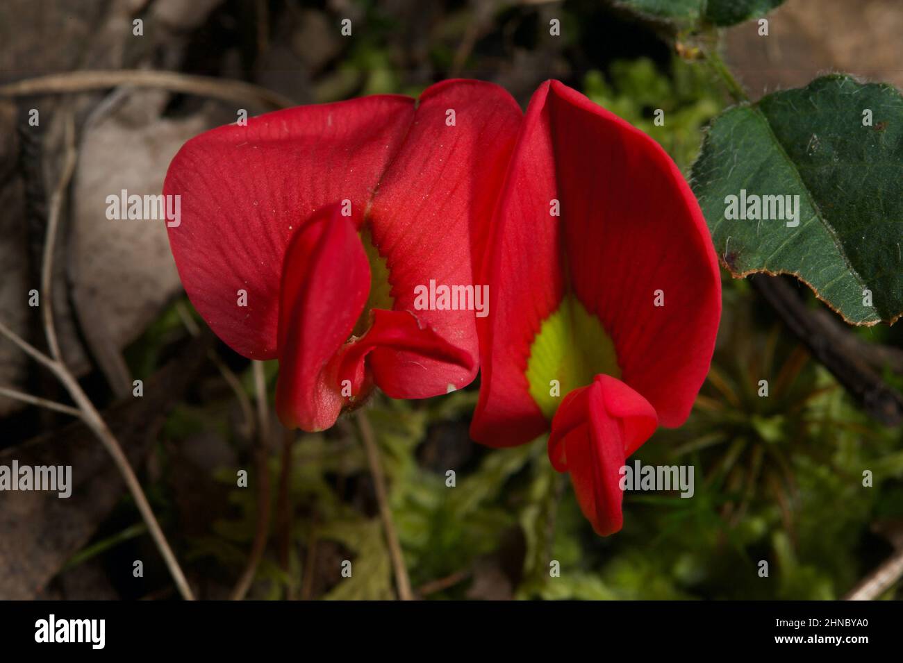 Running Postman (Kennedia Prostrata), also called Scarlet Runner, is ...