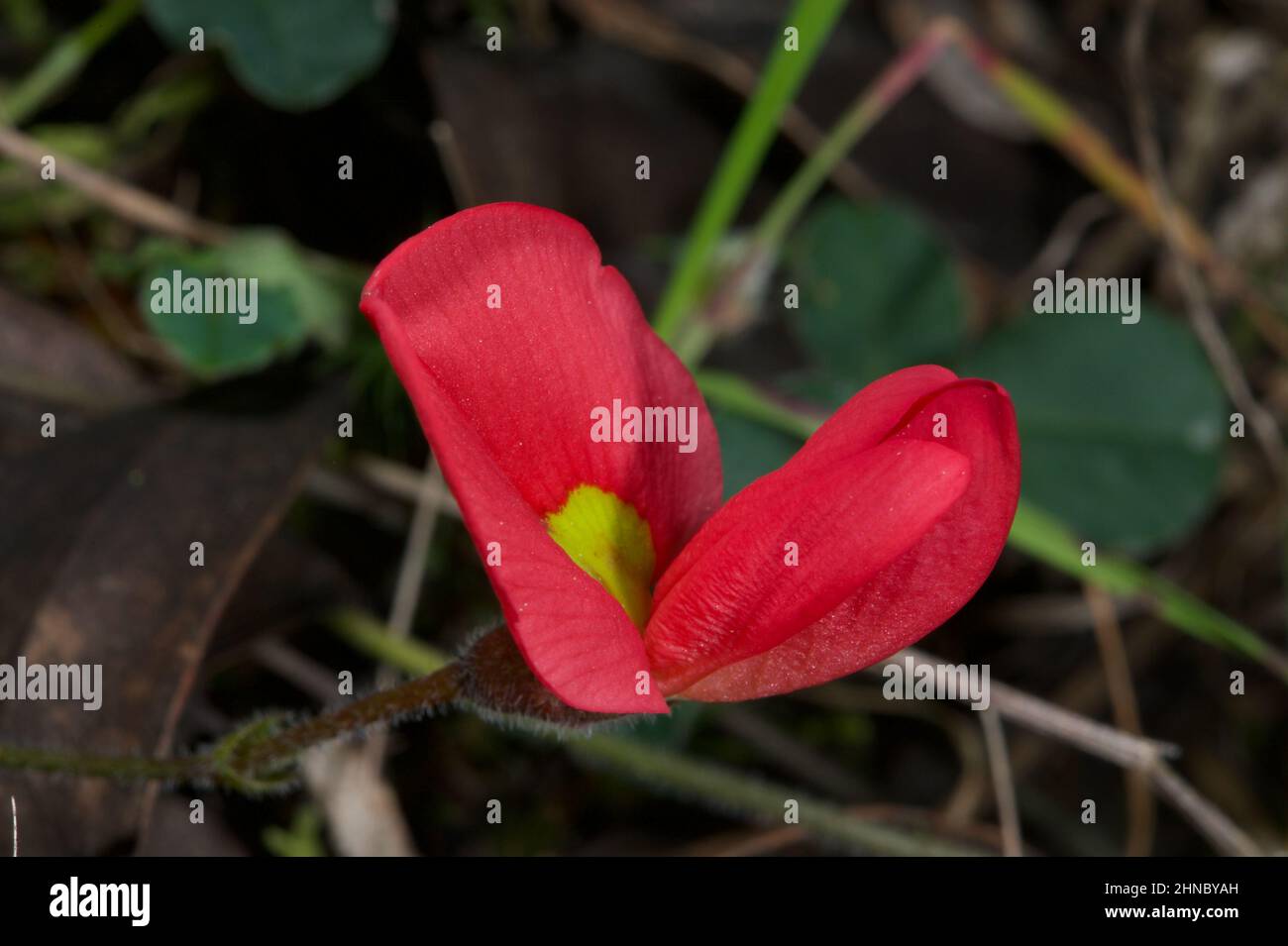 Running Postman (Kennedia Prostrata) is also known as Scarlet Runner ...