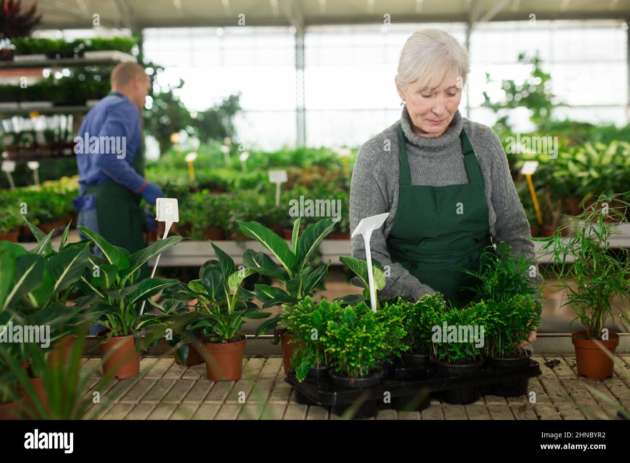 Experienced female worker gardening hi-res stock photography and images ...