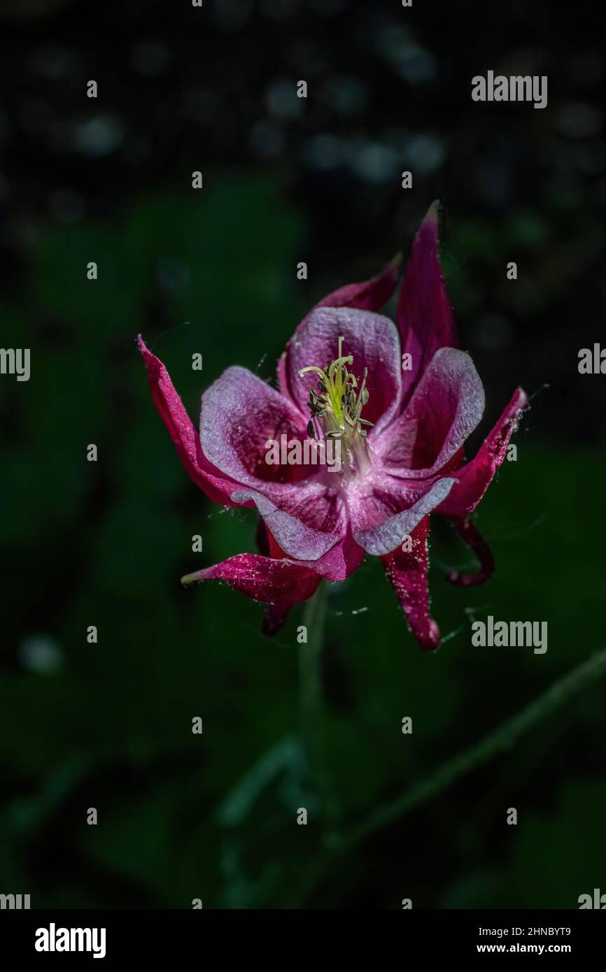 Red columbine that blossoms in an upright position in the spring in a ...
