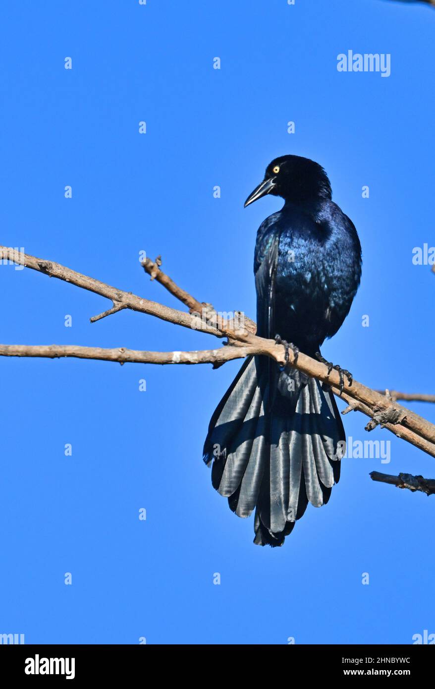 Quiscalus mexicanus - Great-tailed Grackle Stock Photo - Alamy